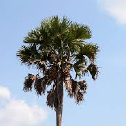 𝐋’𝐎𝐑𝐈𝐆𝐈𝐍𝐄 𝐃𝐔 𝐍𝐎𝐌 𝐃𝐄 𝐅𝐀𝐌𝐈𝐋𝐋𝐄 𝐒𝐀𝐍𝐆𝐀𝐑E – Le Rônier